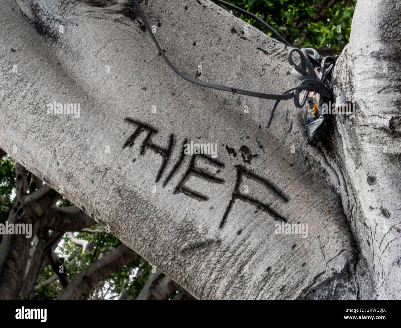 Tree trunk etching hi-res stock photography and images - Alamy
