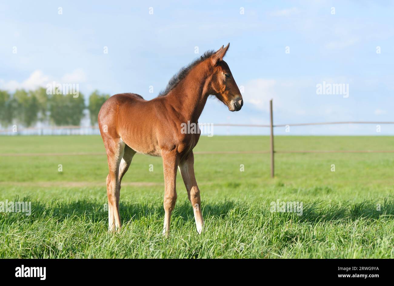 Beautiful foal is stand in the green grass. Pasture on a sunny summer ...