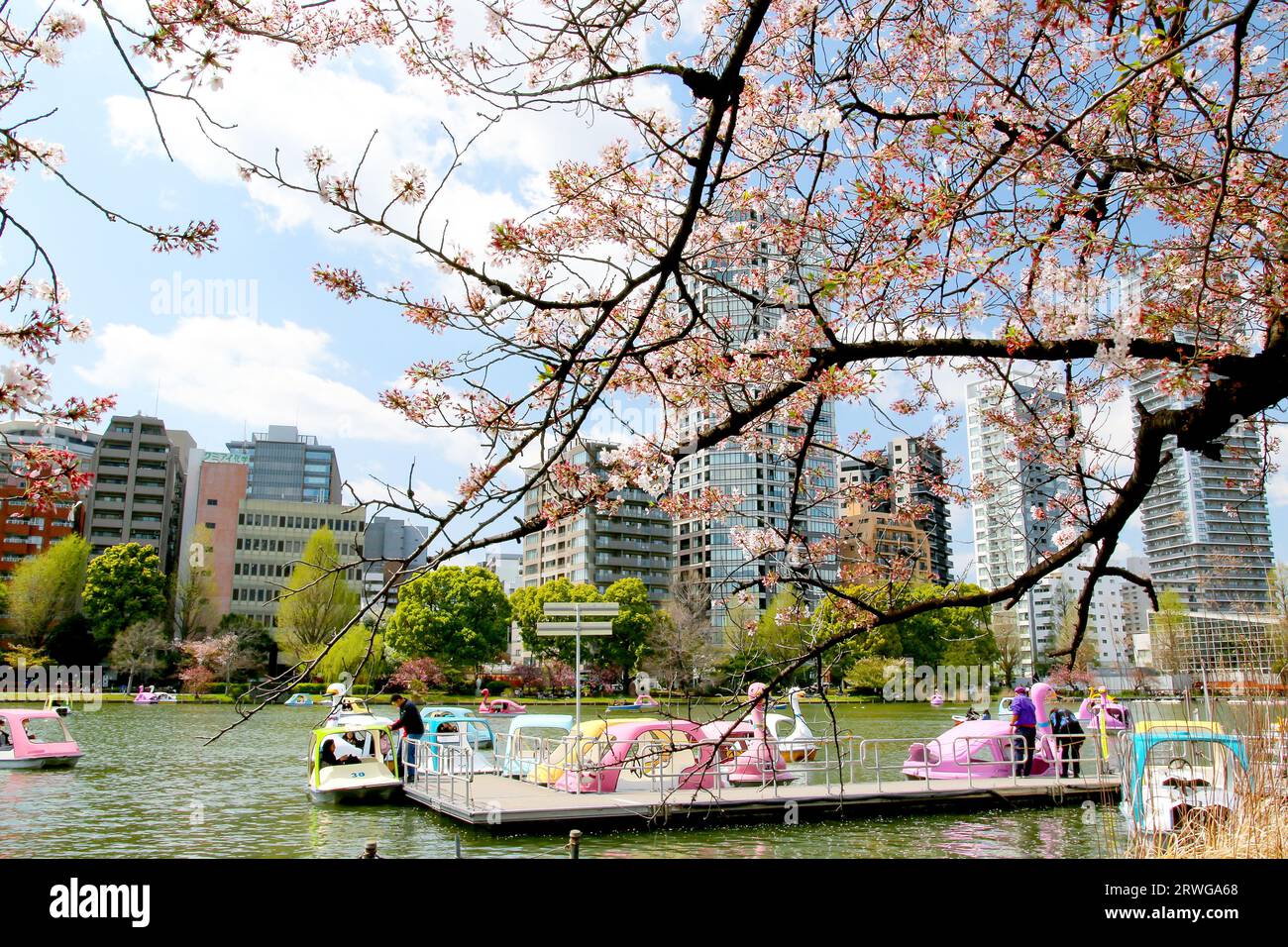 Swan boats for rental on Shinobazu Pond, Ueno Park in Tokyo, Japan ...