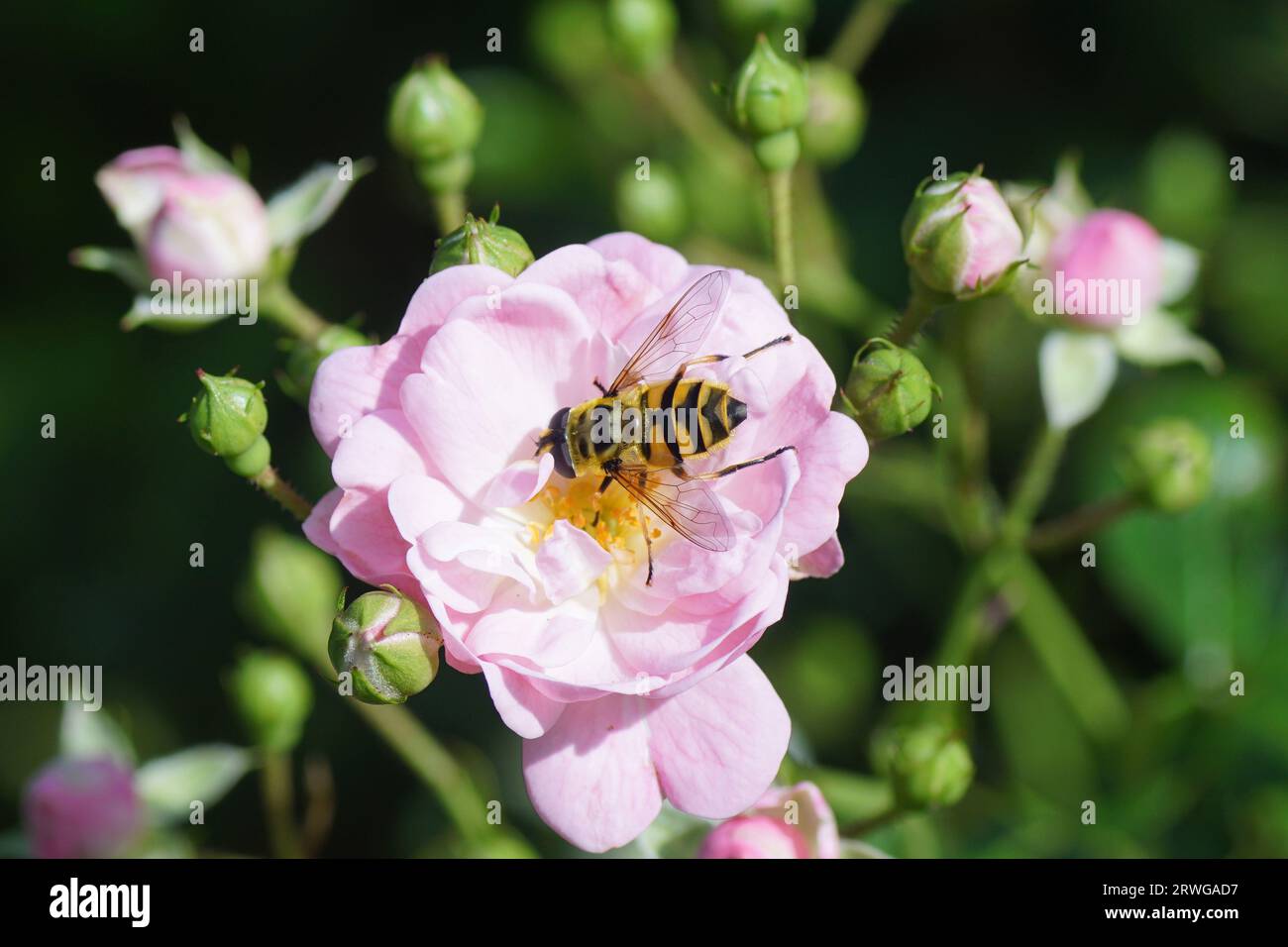 Batman hoverfly (Myathropa florea) on a flower of the fairy rose (Rosa ...