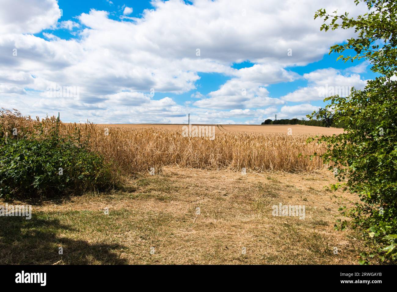 Suffolk summer field hi-res stock photography and images - Alamy