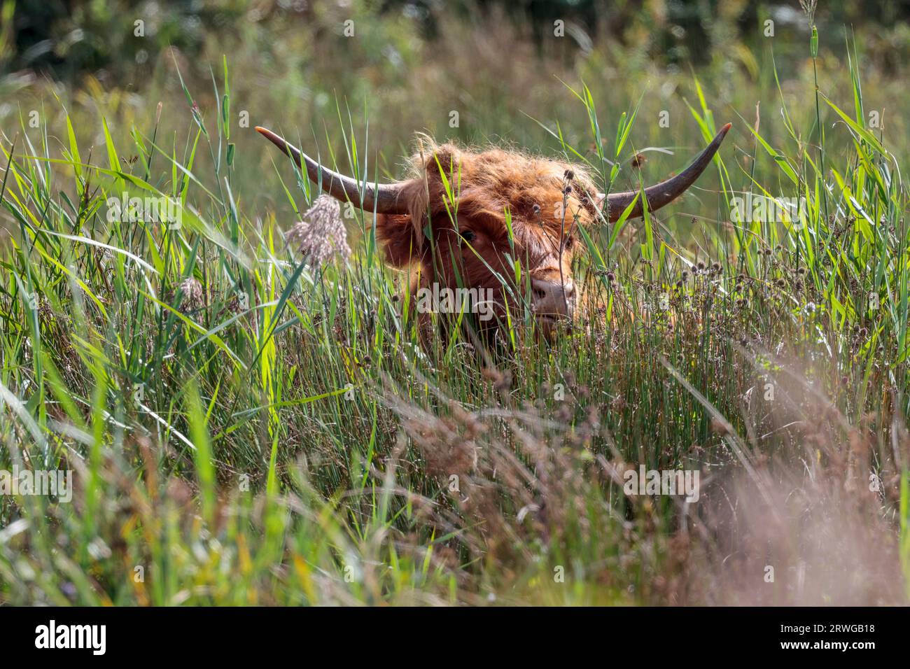 Curled tongue used to grasp vegetation hi-res stock photography and ...