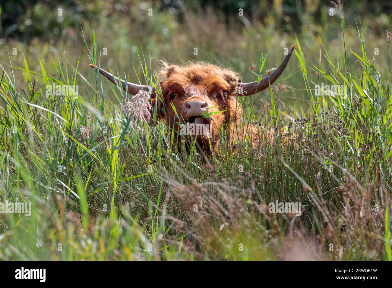 Heavy grazing duties hi-res stock photography and images - Alamy