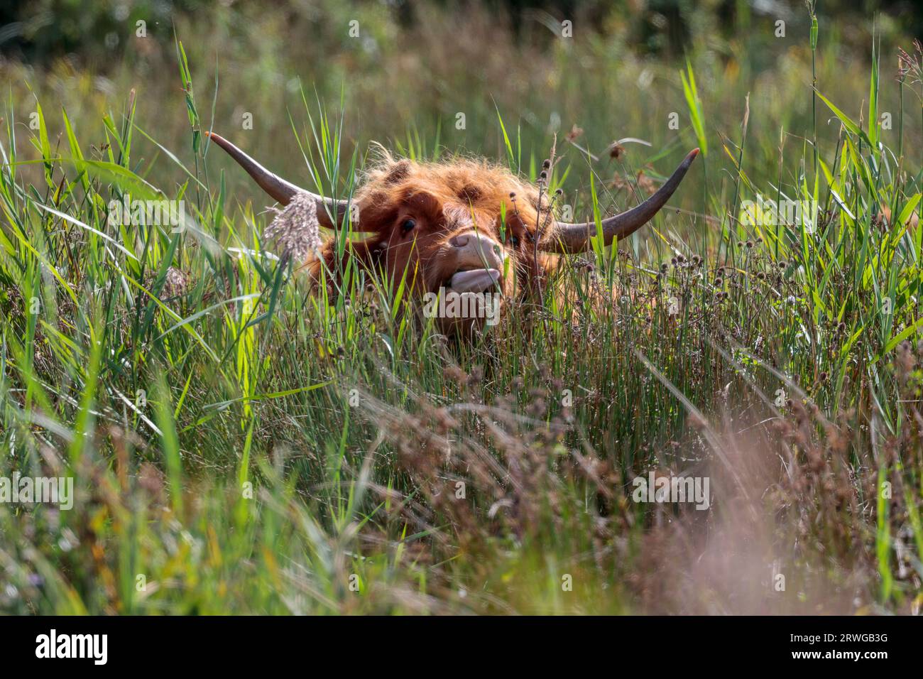 Highland heifer grazing at Arundel wetlands UK, with orange coat and ...