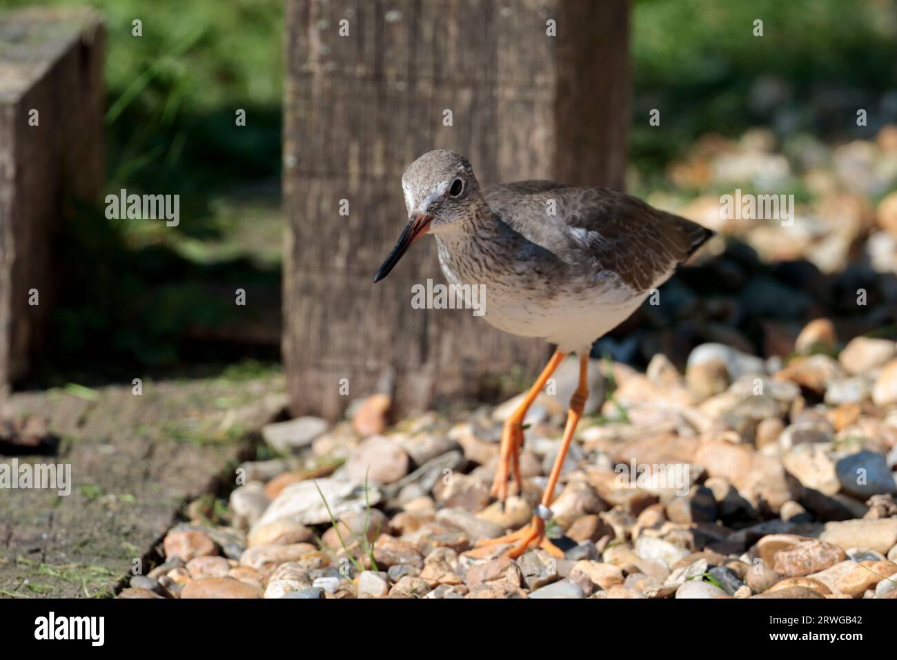 Spotted red shank Tringa erythropus, long red legs long black red based ...