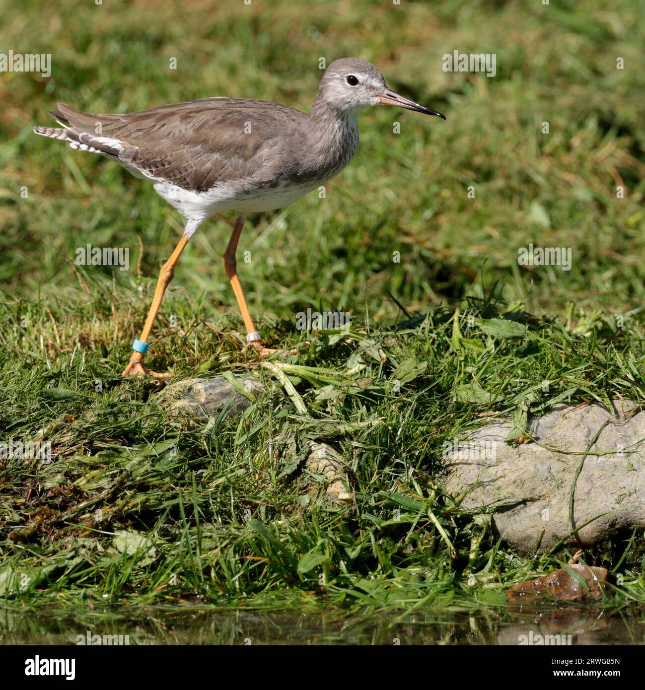 Spotted red shank Tringa erythropus, long red legs long black red based ...