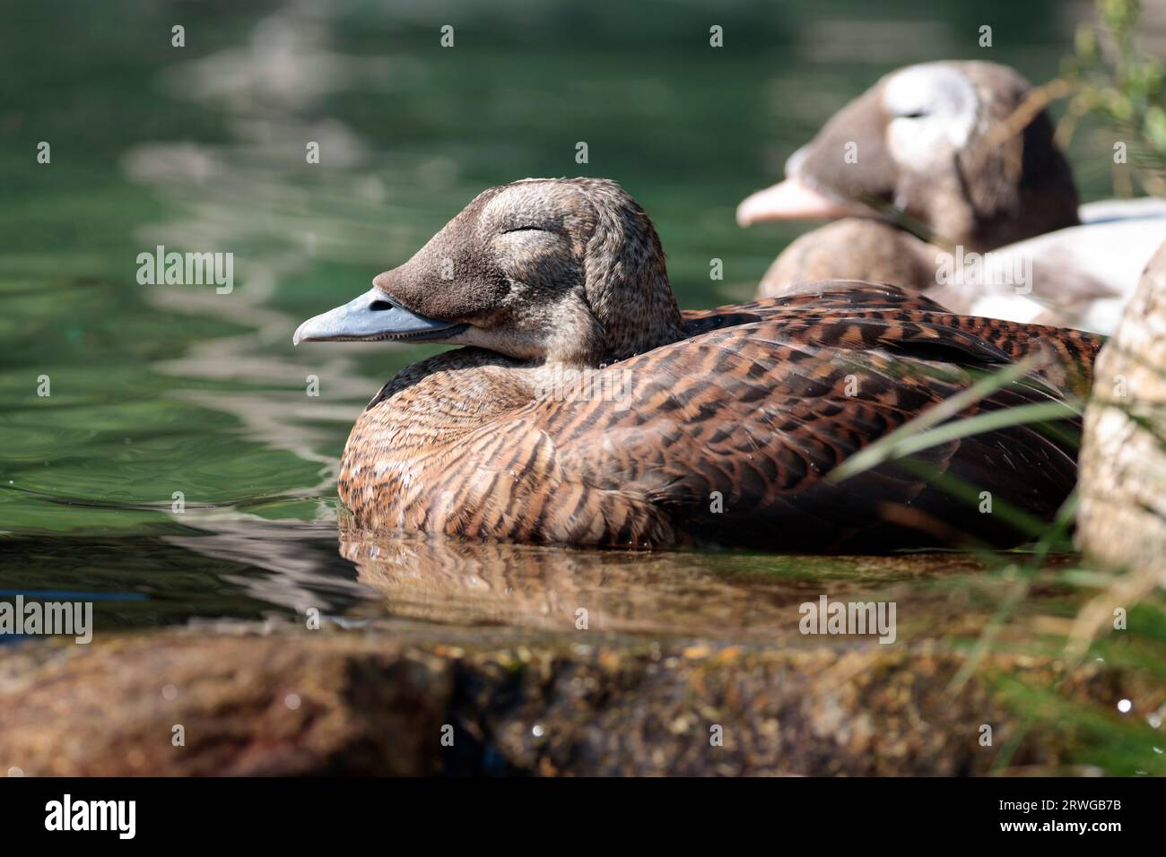 Eider duck Somateria mollissima, captive female in barred brown plumage ...