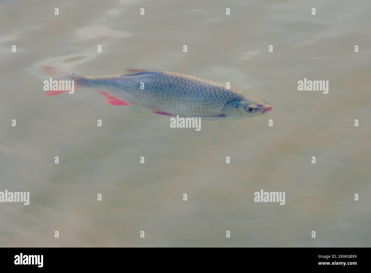 Rudd Scardinius erythropthalamus, in lake late summer UK protruding ...