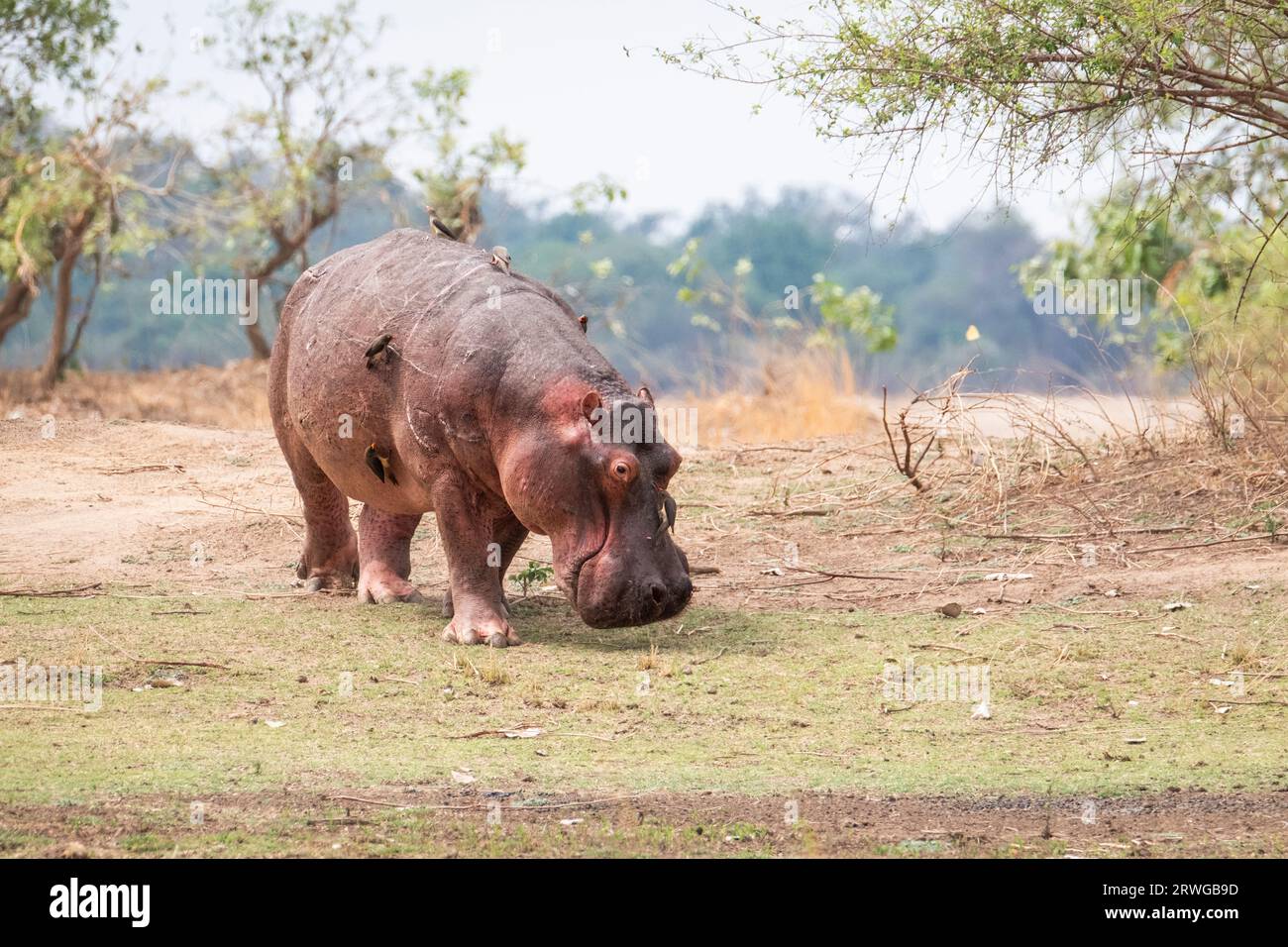 Hippo (Hippopotamus amphibius) walking on land, grazing during the day ...
