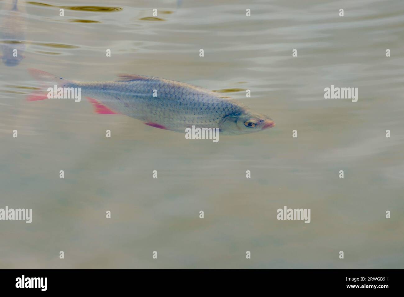 Rudd Scardinius erythropthalamus, in lake late summer UK protruding ...