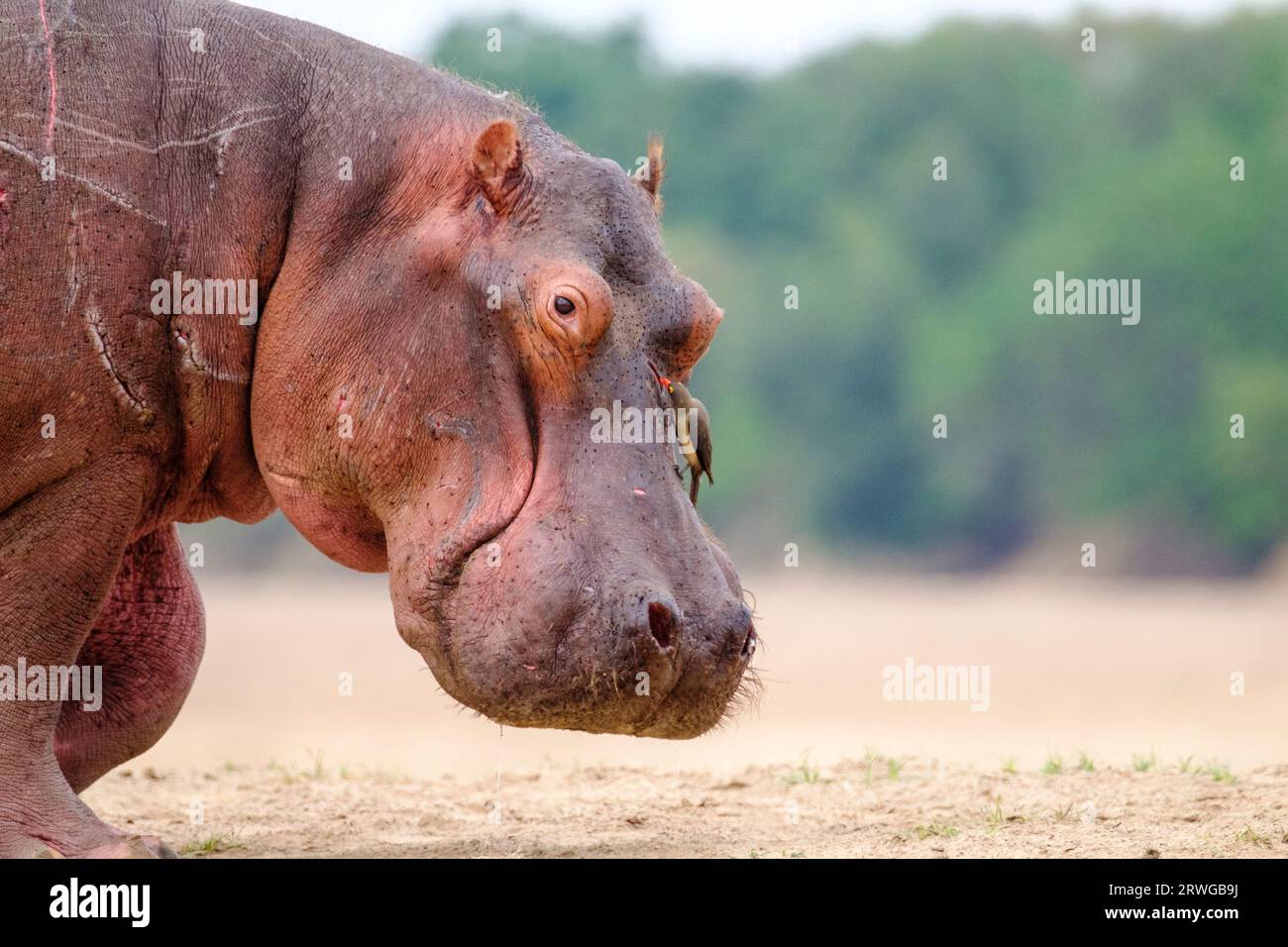 Hippo (Hippopotamus amphibius) walking on land, left to right. Copy ...