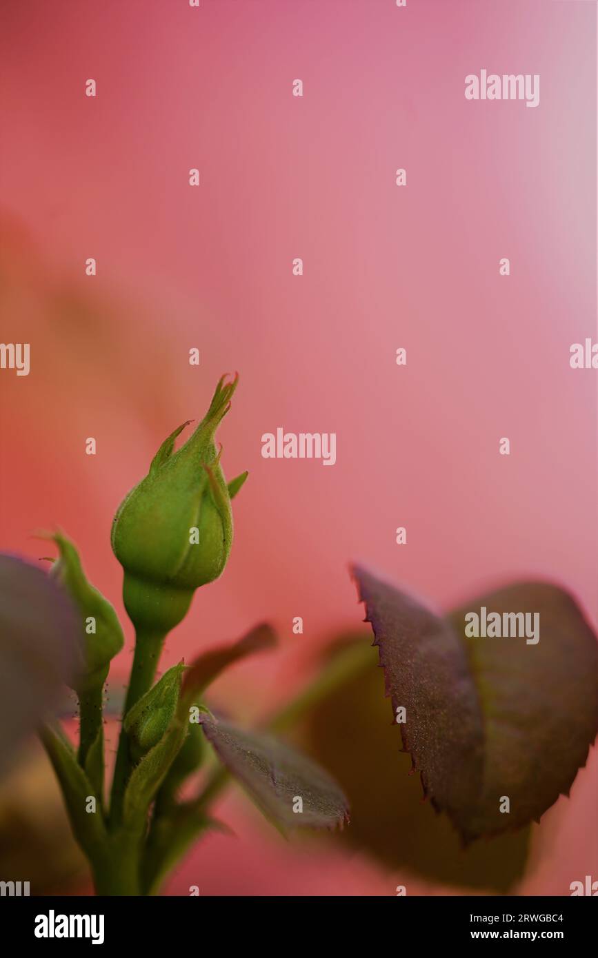 Karnataka leaf bud hi-res stock photography and images - Alamy