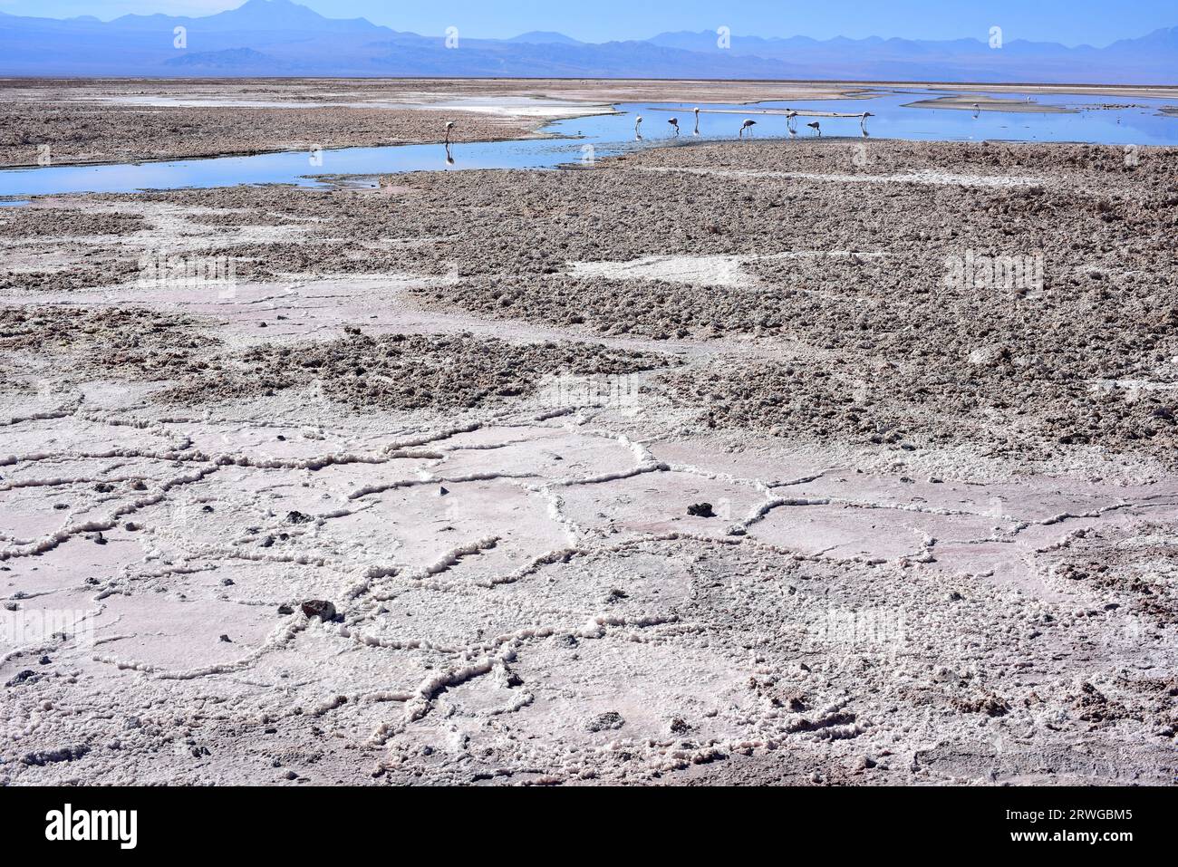 Laguna Chaxa is a brackish lagoon in Atacama Desert. Reserva Nacional ...