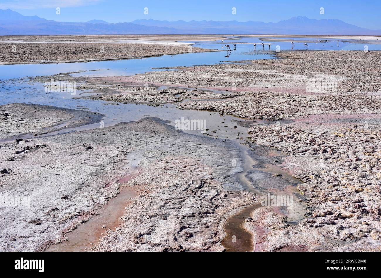 Laguna Chaxa is a brackish lagoon in Atacama Desert. Reserva Nacional ...