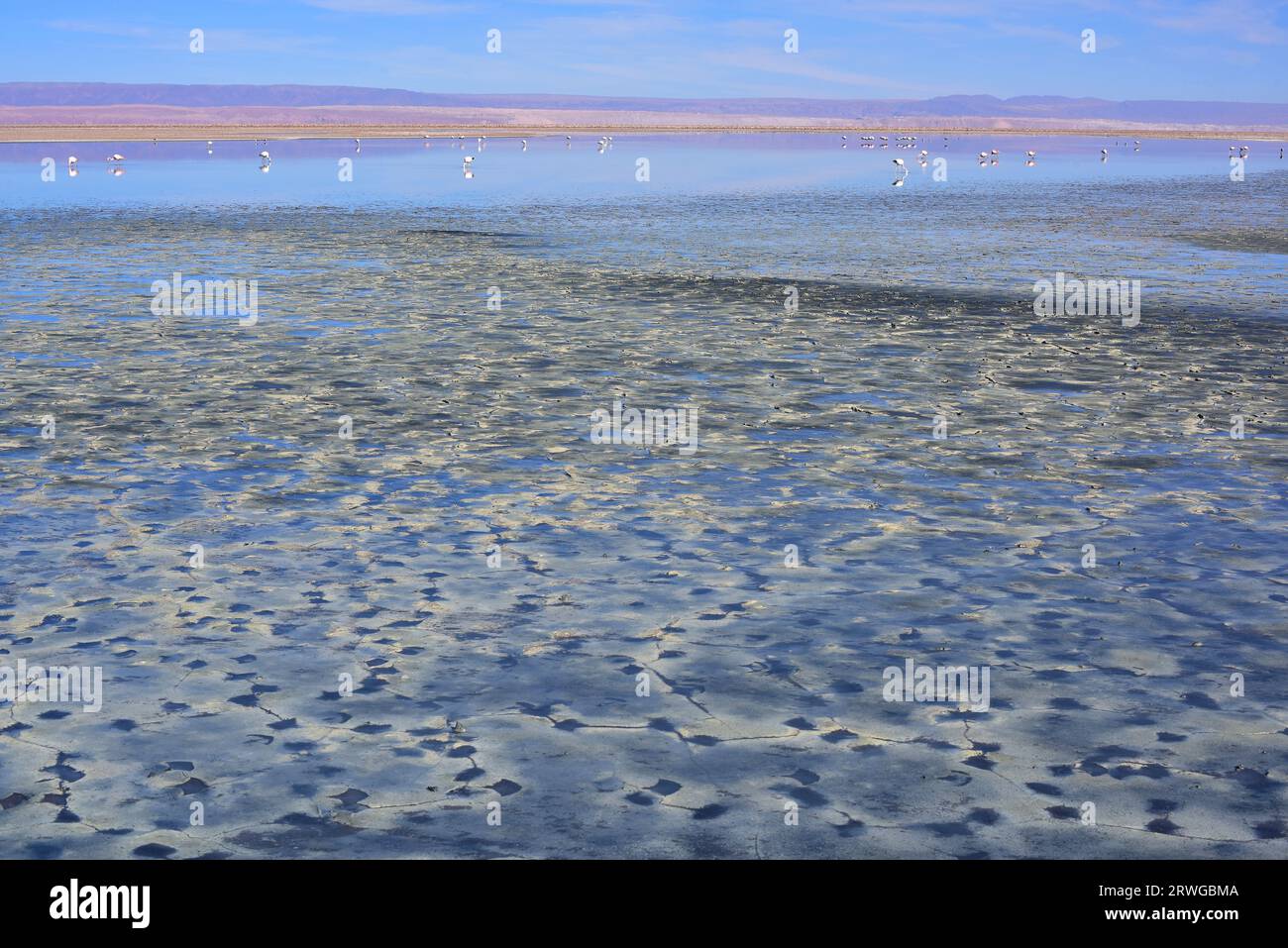 Laguna Chaxa is a brackish lagoon in Atacama Desert. Reserva Nacional ...