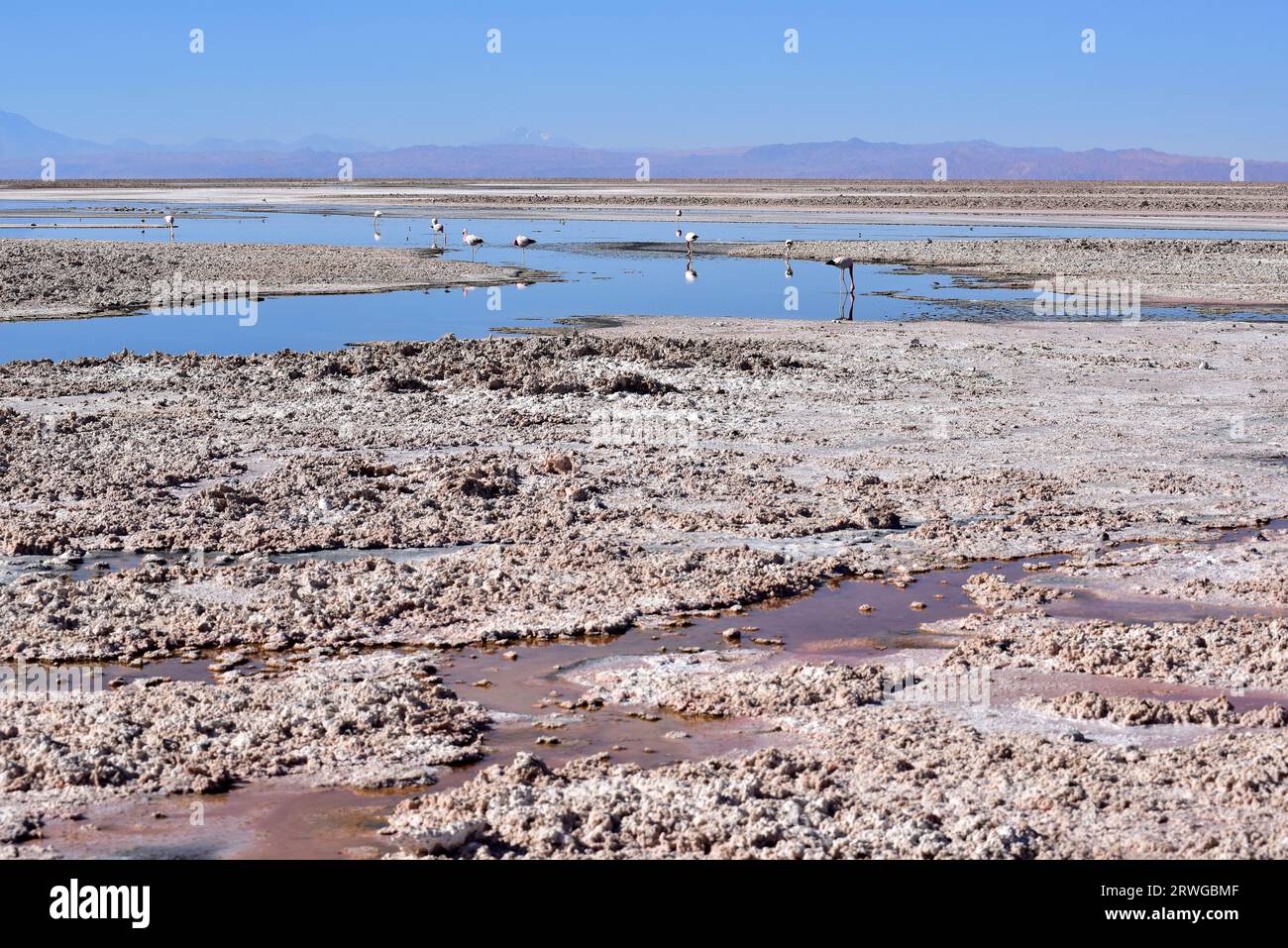 Laguna Chaxa is a brackish lagoon in Atacama Desert. Reserva Nacional ...