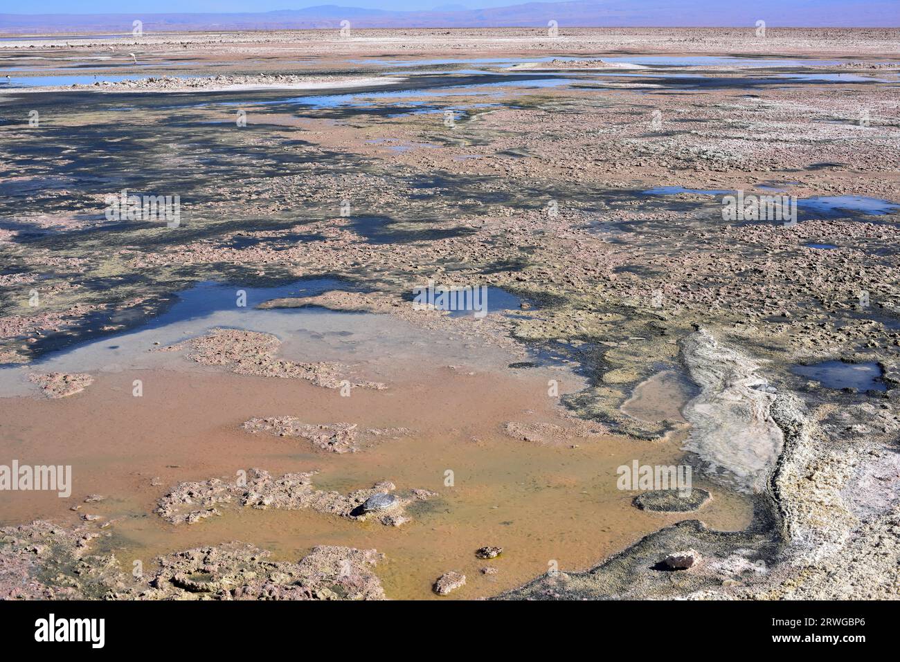 Laguna Chaxa is a brackish lagoon in Atacama Desert. Extremophile ...