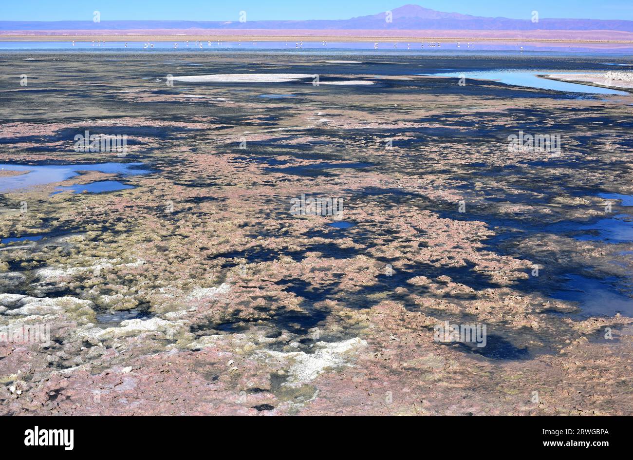 Laguna Chaxa is a brackish lagoon in Atacama Desert. Extremophile ...
