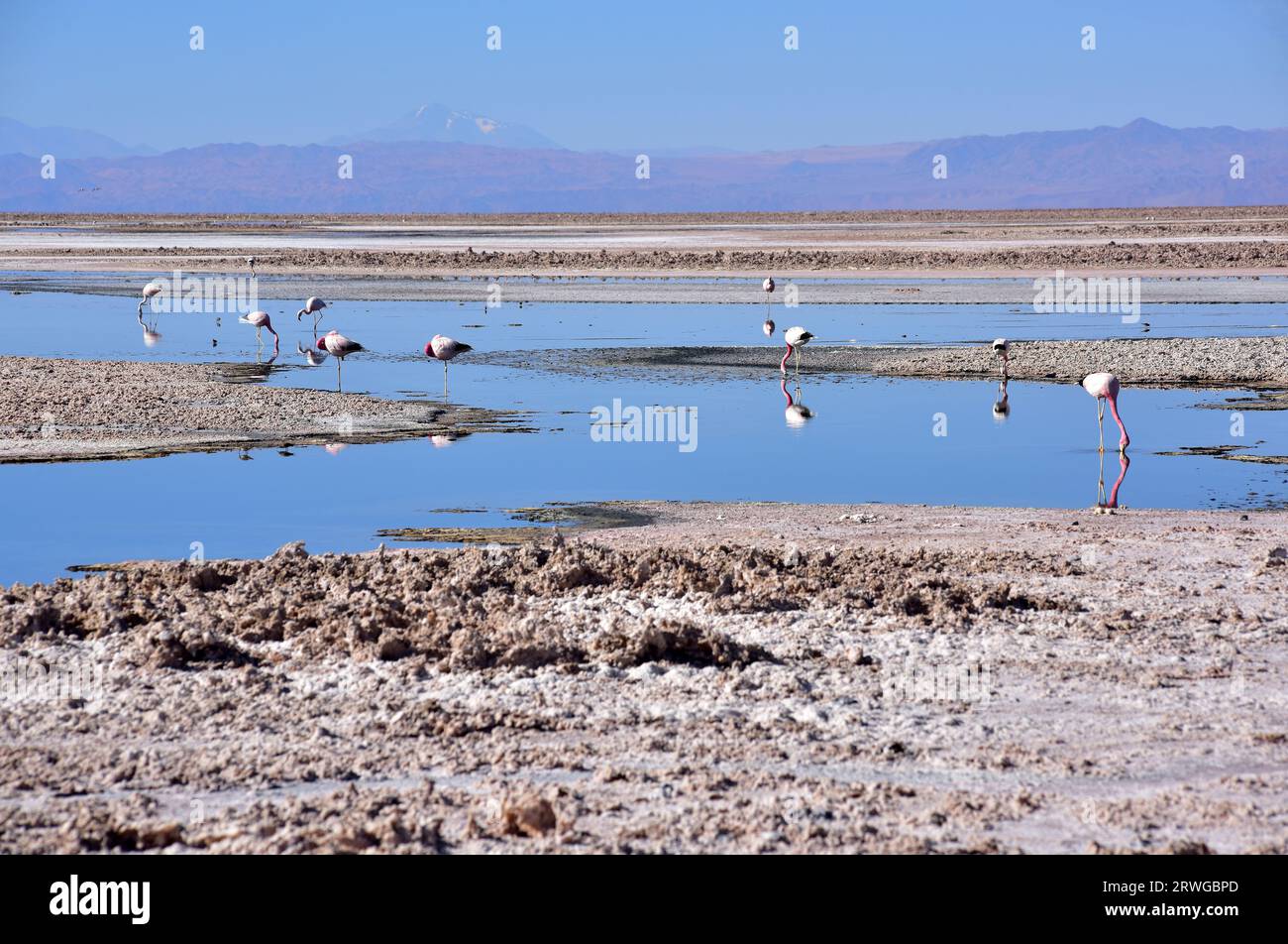 Laguna Chaxa is a brackish lagoon in Atacama Desert. Reserva Nacional ...