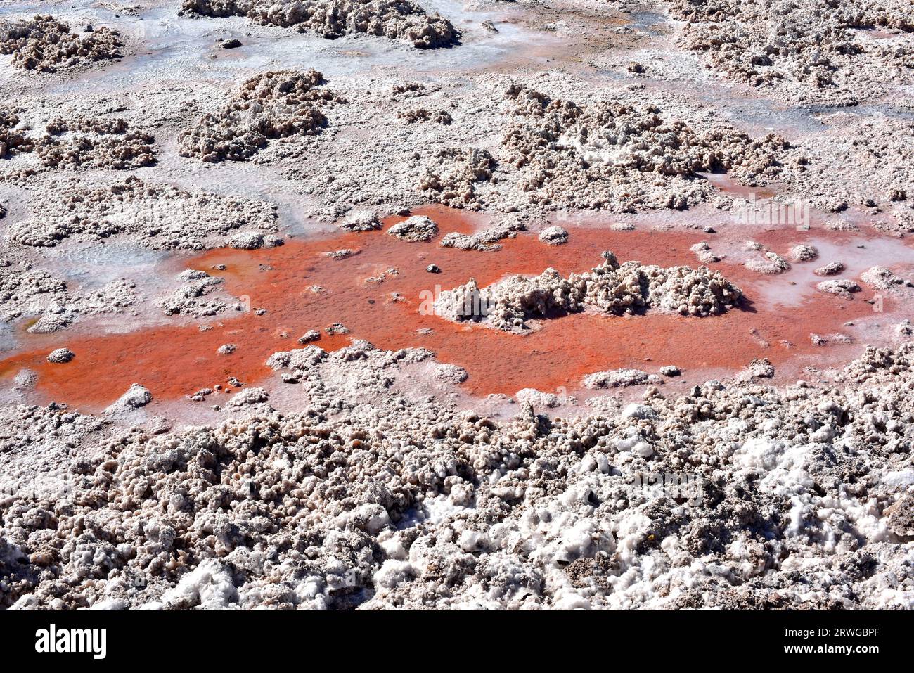 Laguna Chaxa is a brackish lagoon in Atacama Desert. Extremophile ...