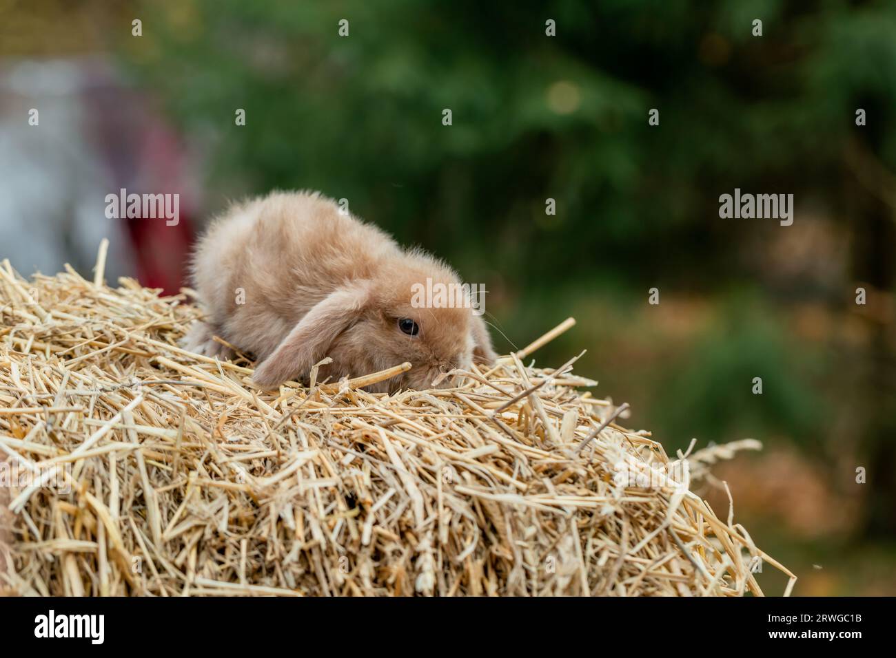 Fluffy fox rabbit sits on golden hay Stock Photo - Alamy