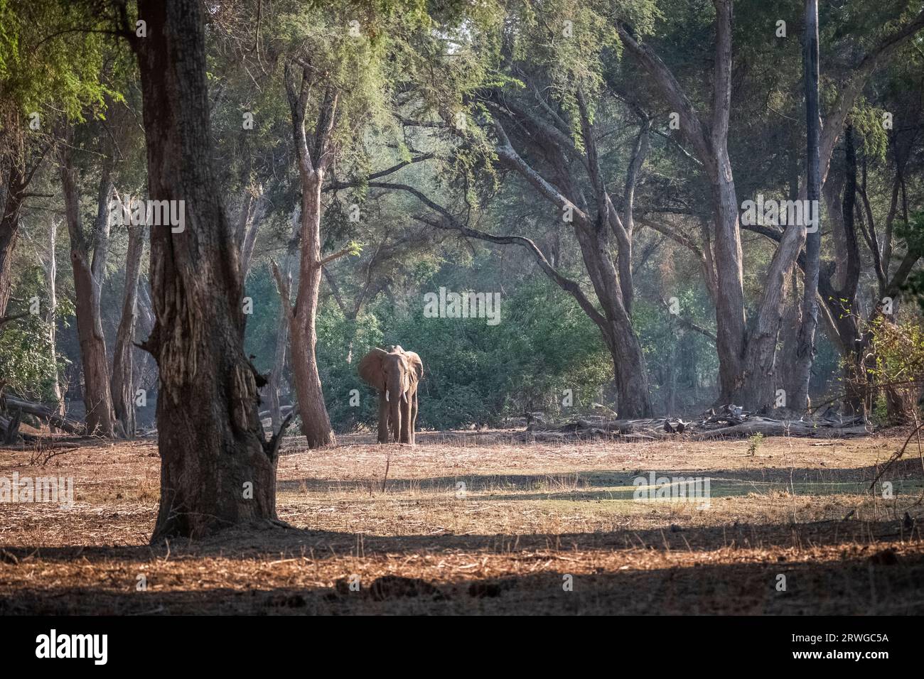 Elephant (Loxodonta africana) walking through the African forest in ...