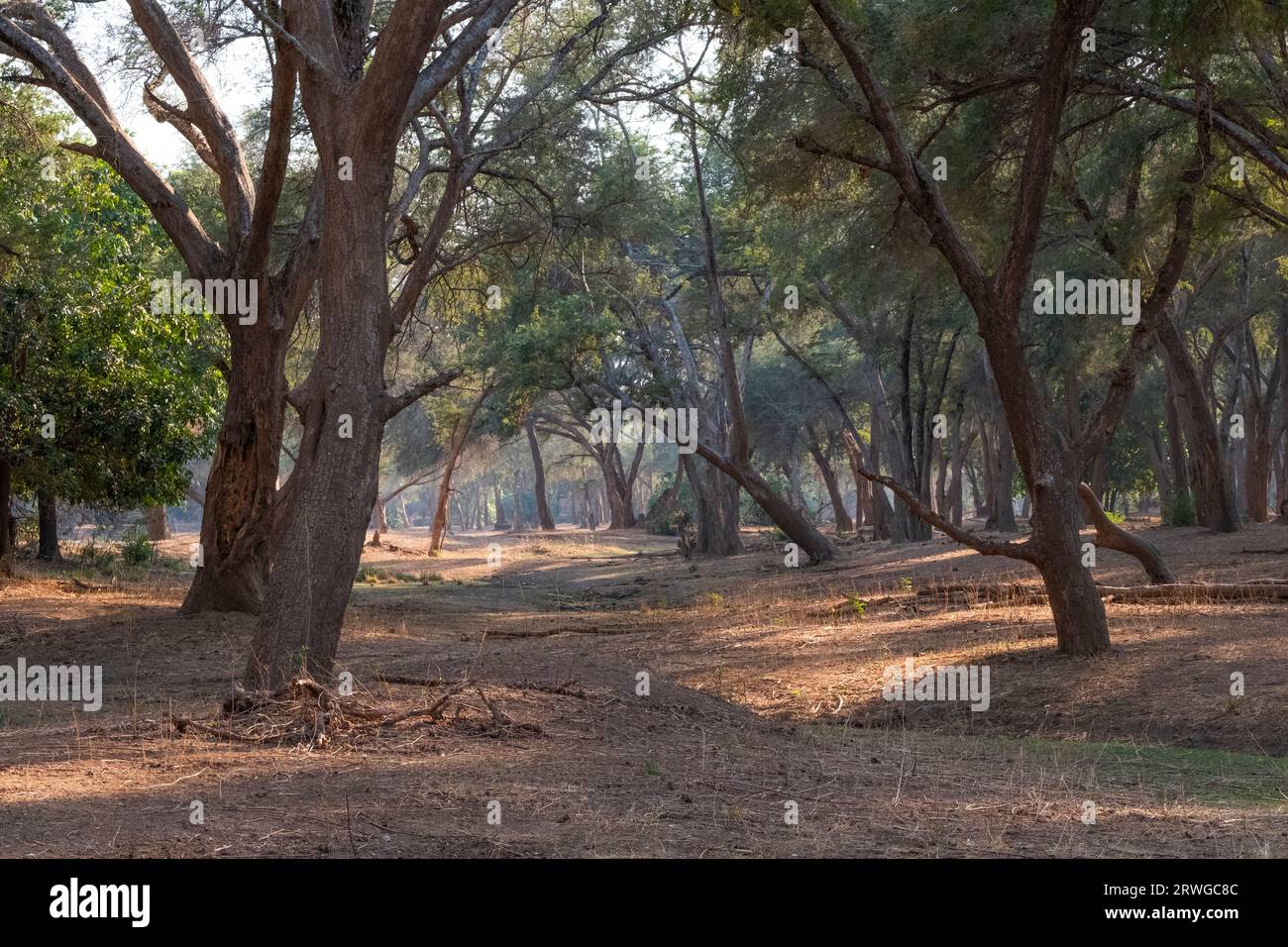 Ana Trees (Faidherbia albida) forest in beautiful soft light. Lower ...