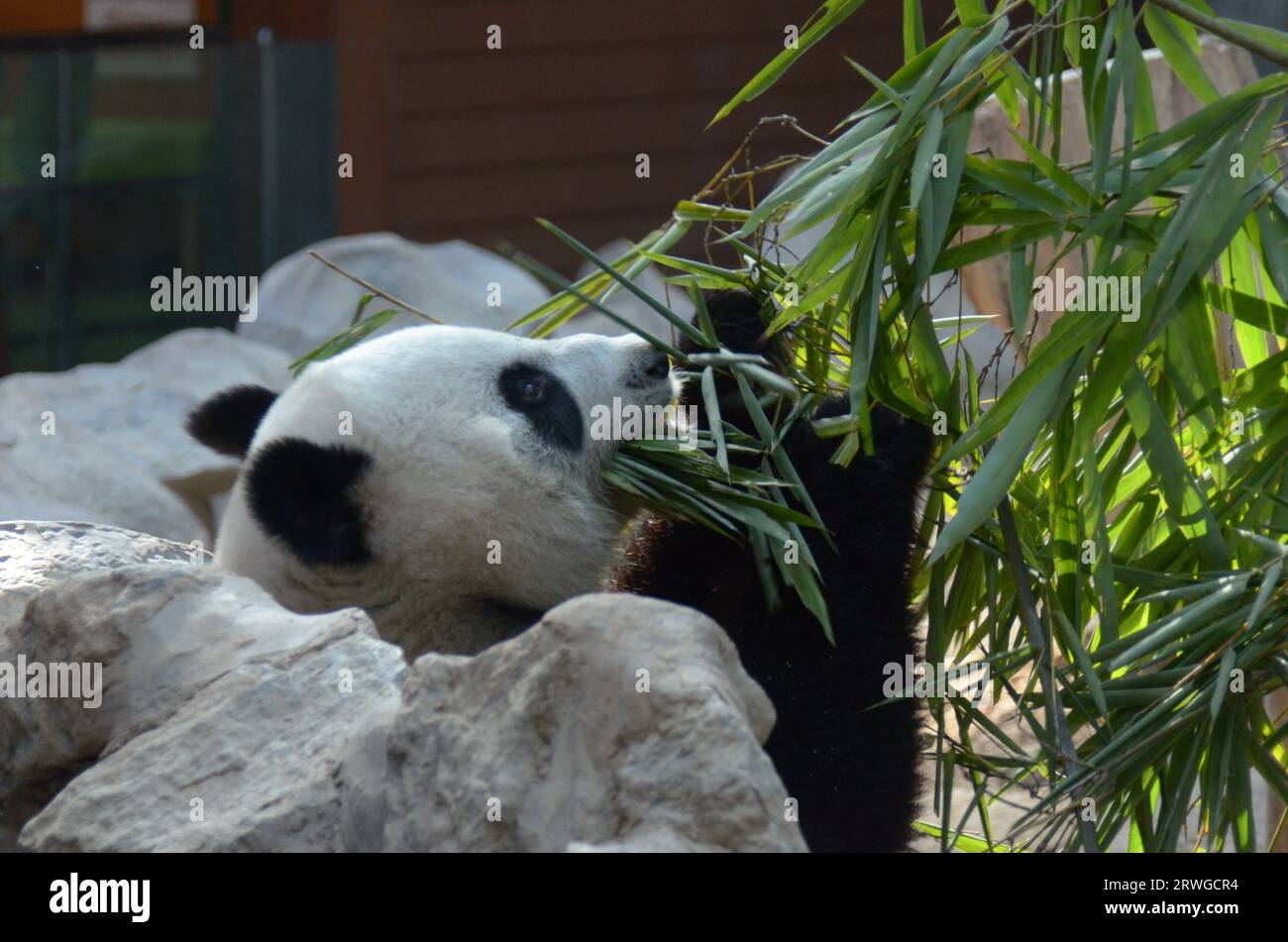 Panda eating behavior hi-res stock photography and images - Alamy