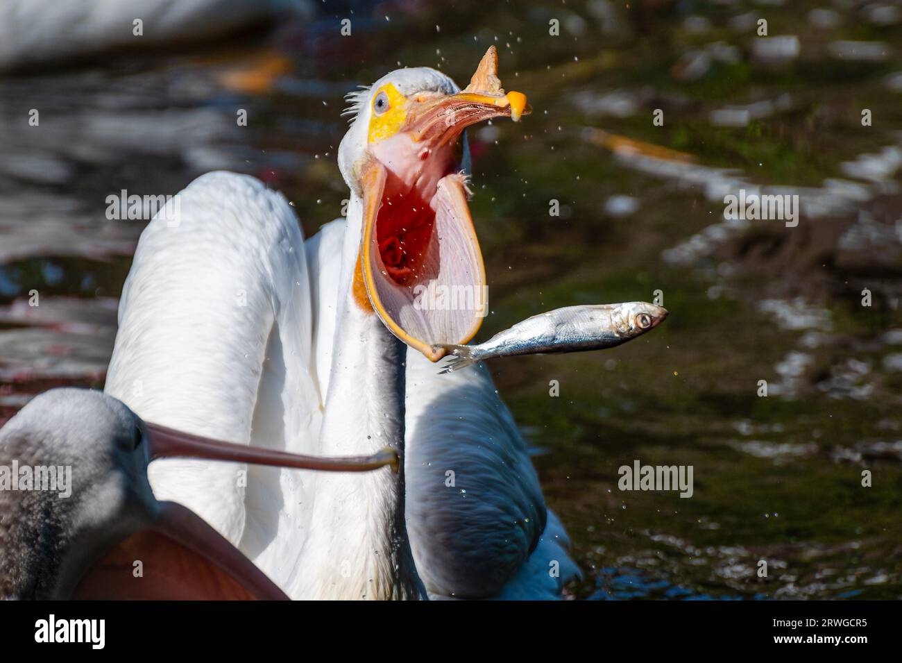 Rhinoceros fish hi-res stock photography and images - Alamy