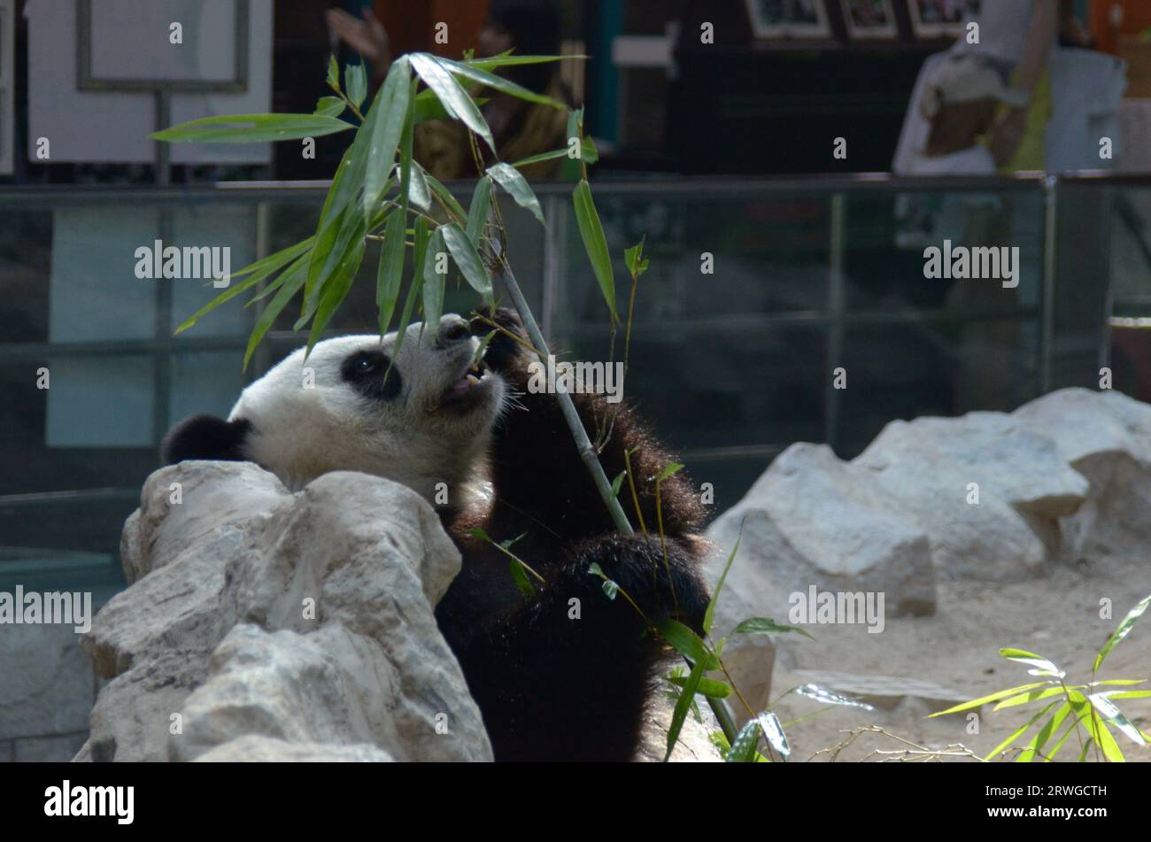 Panda eating behavior hi-res stock photography and images - Alamy
