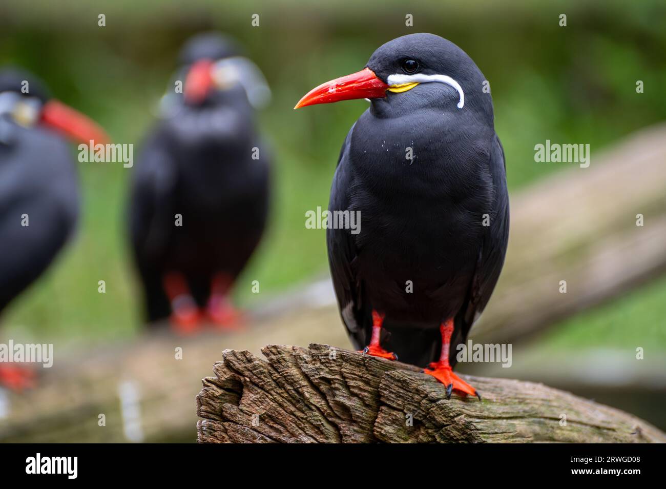 Black Inca Tern with red bill, Peru. Inca Tern, Larosterna inca Stock ...