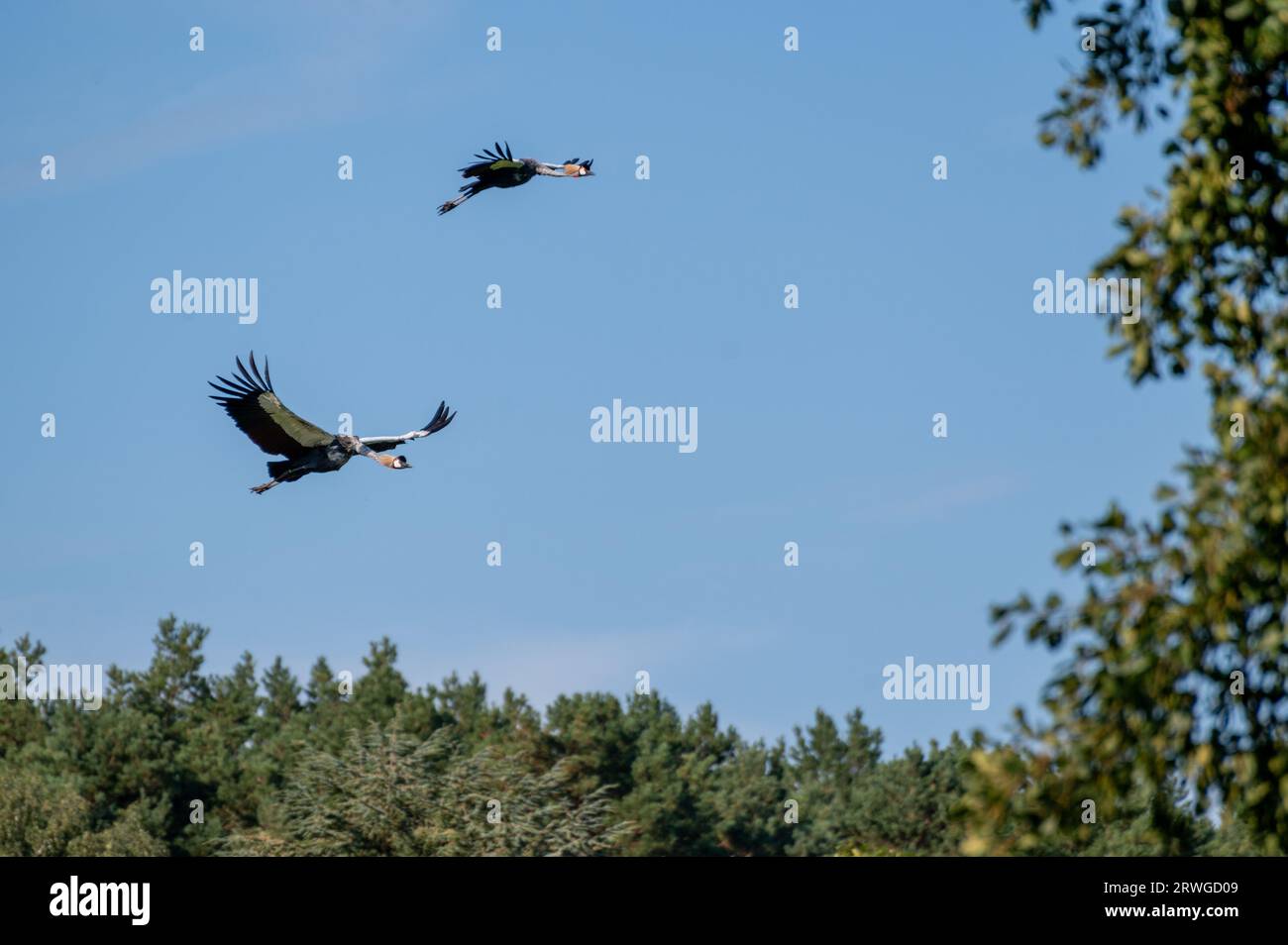 Two red-crowned cranes flying in the blue sky Stock Photo - Alamy