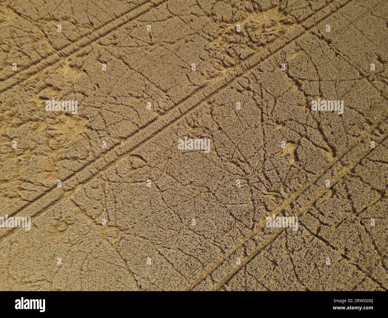 Wheat crops damaged hi-res stock photography and images - Alamy