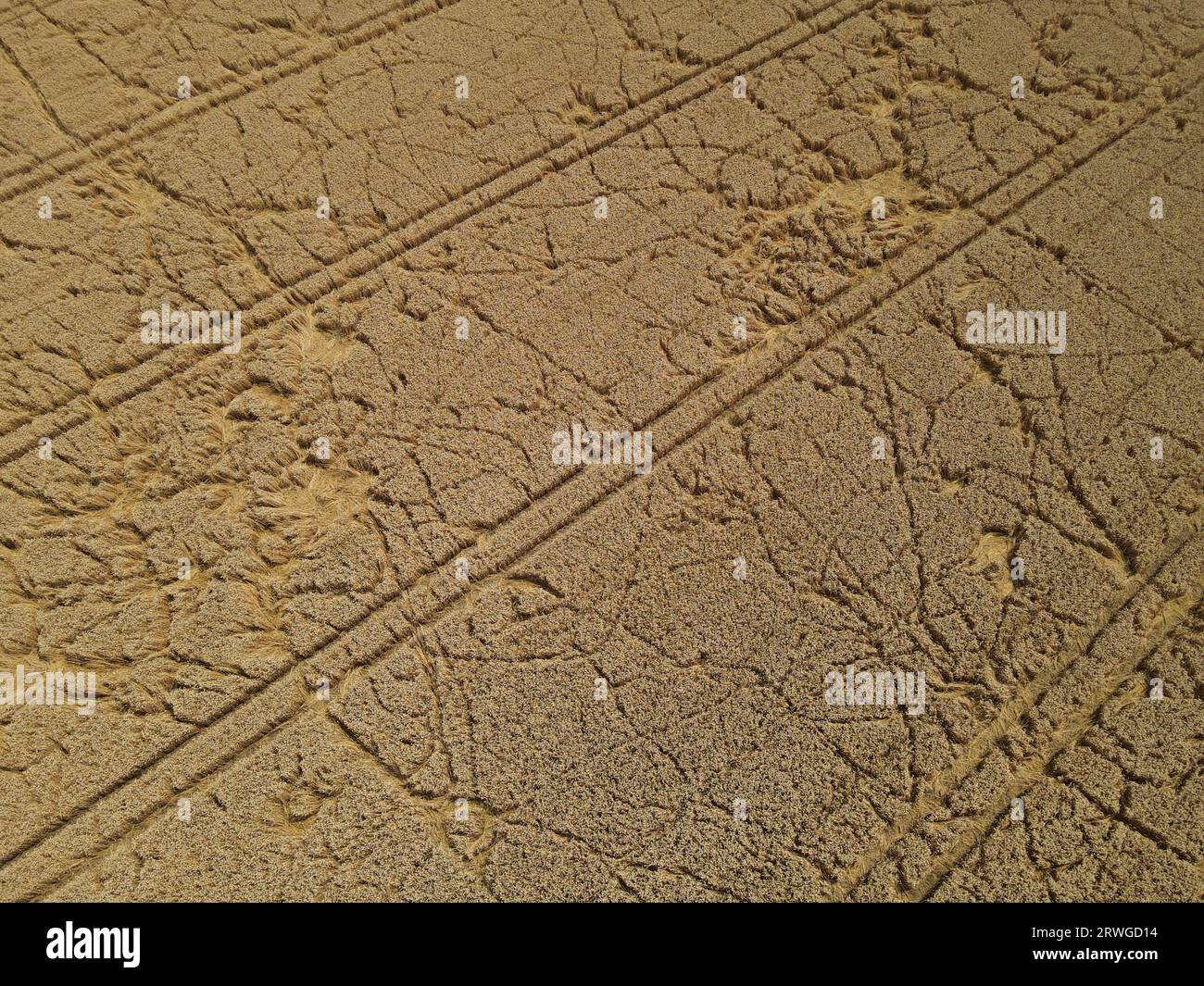 Wheat crops damaged hi-res stock photography and images - Alamy