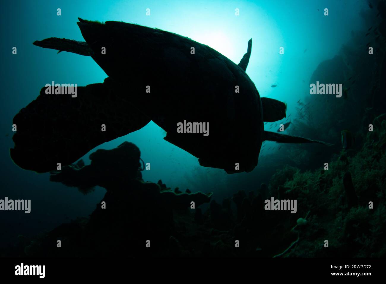 A Hawksbill sea turtle swims over a deep coral reef in Raja Ampat ...