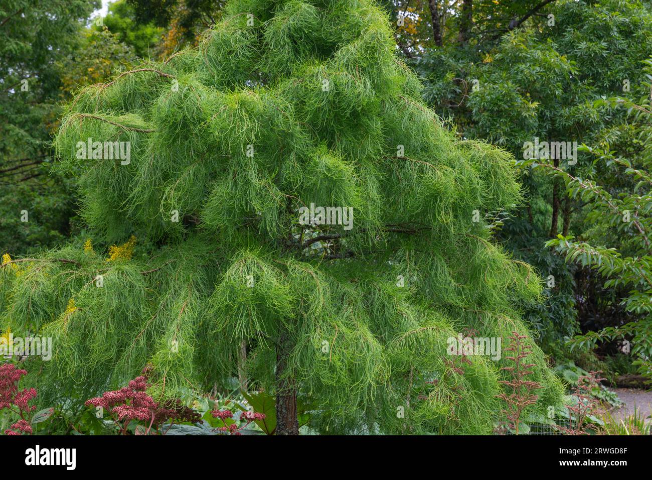 Deciduous coniferous tree hi-res stock photography and images - Alamy