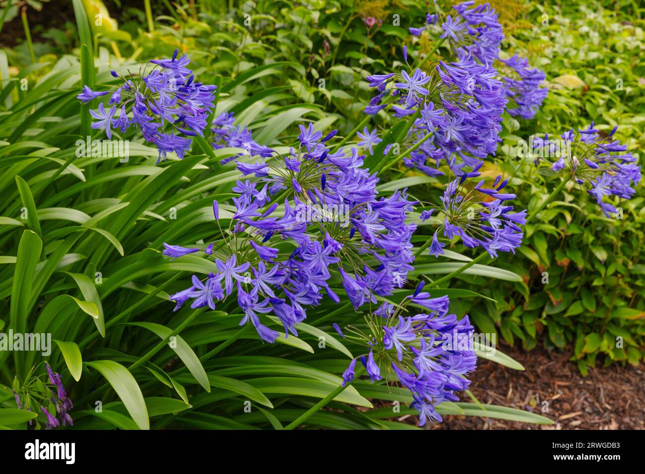 Deep blue trumpet flowers of the agapanthus northern star Stock Photo ...