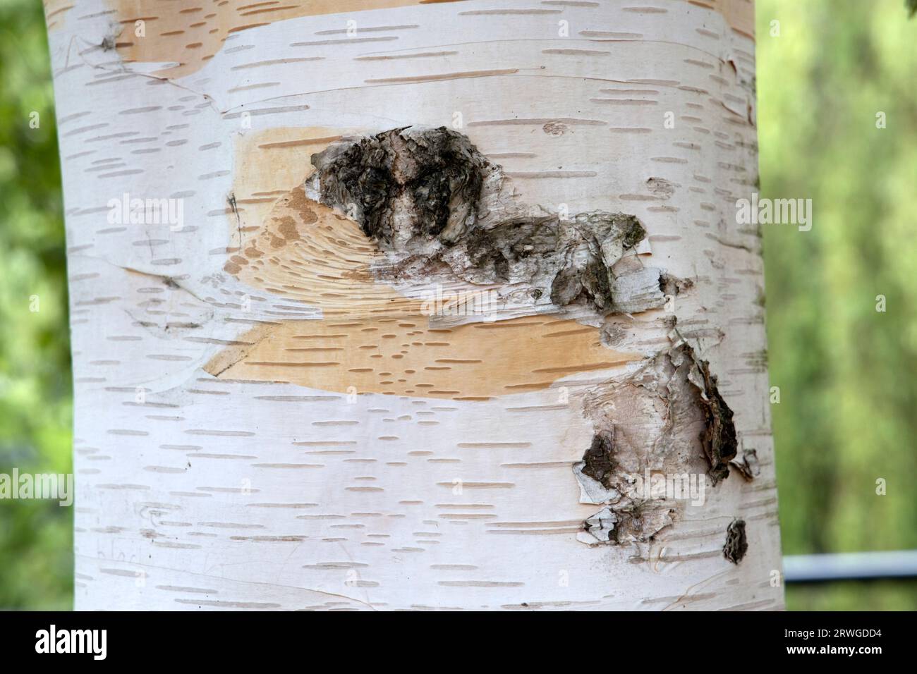 Bark of Silver birch tree showibng Stock Photo - Alamy