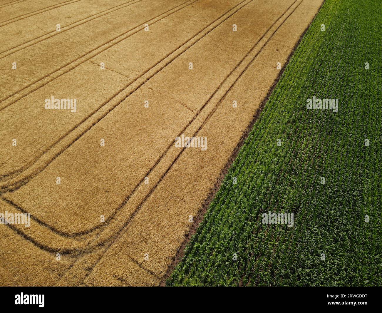 Golden fields grain crops aerial hi-res stock photography and images ...