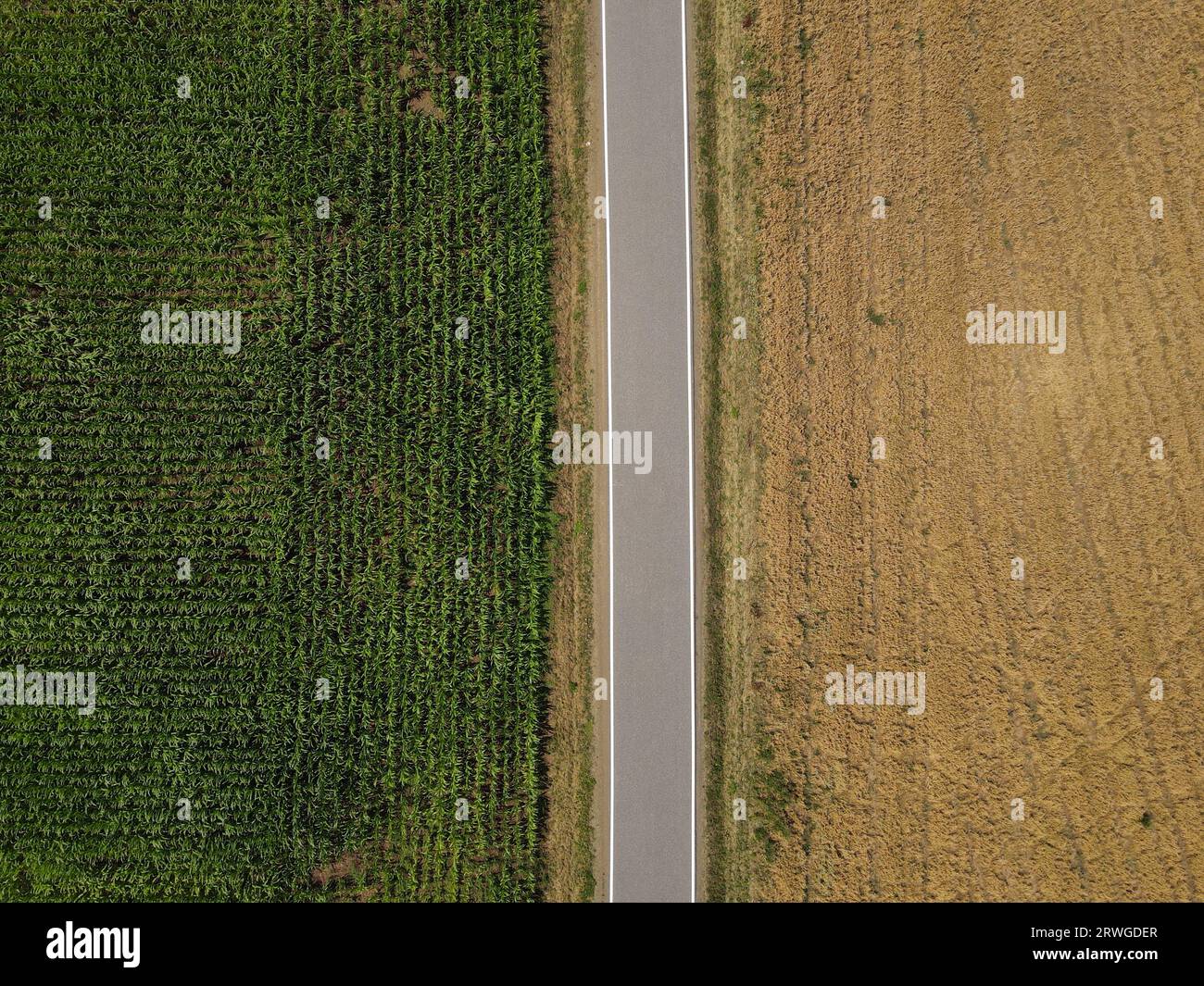 Aerial view of a road between crop and corn fields in the countryside ...