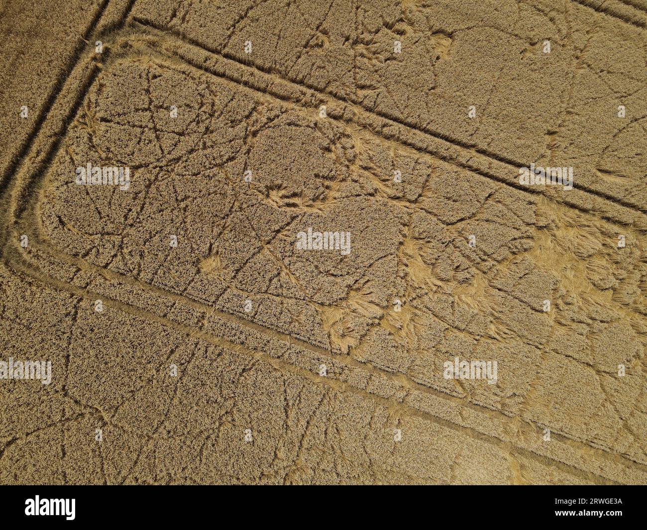 Wheat crops damaged hi-res stock photography and images - Alamy