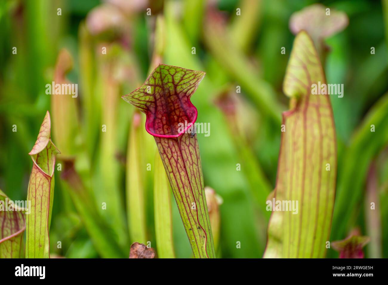 Pitcher plant species hi-res stock photography and images - Alamy