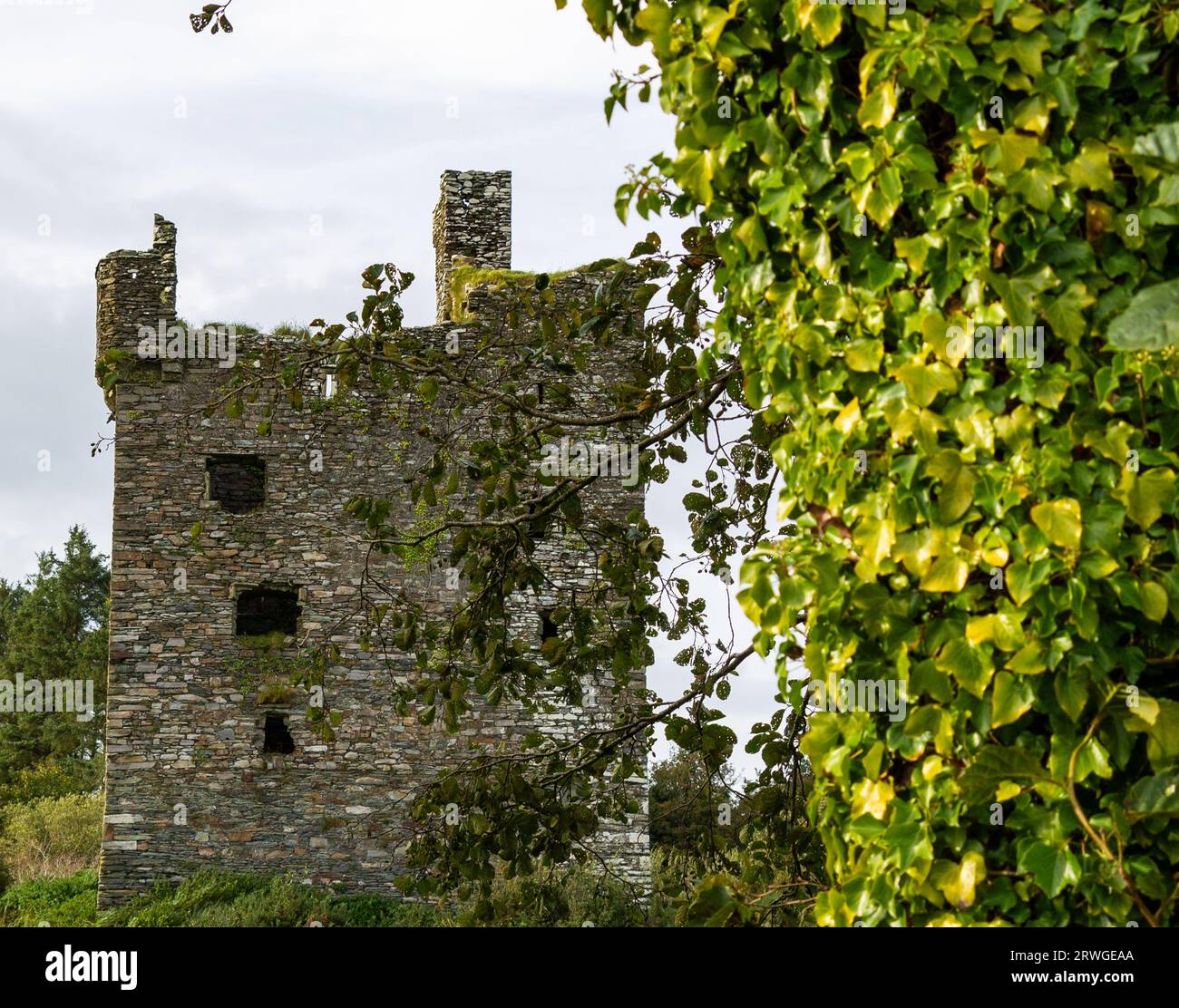 Ruin Fortified Tower Ballinvard Castle seen through woods.West Cork ...