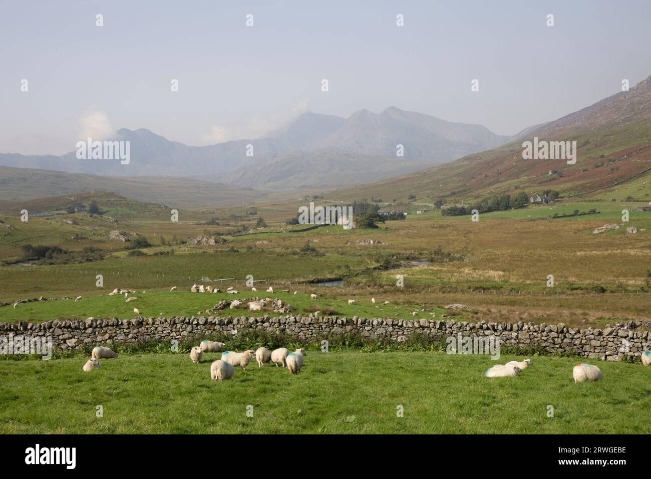 Sheep grazing in rugged North Wales scenery with dry stone walls ...