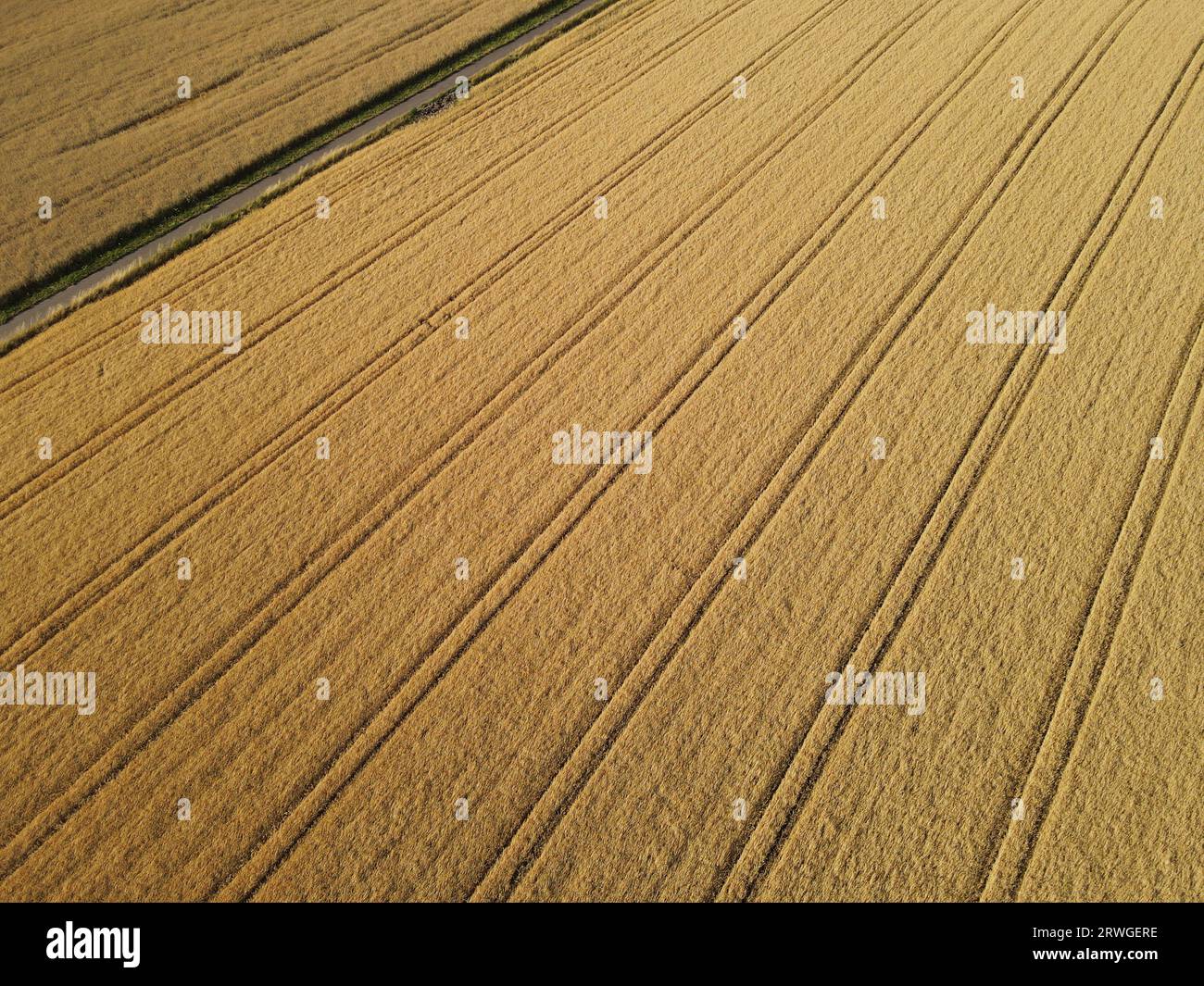 Yellow crop hi-res stock photography and images - Alamy