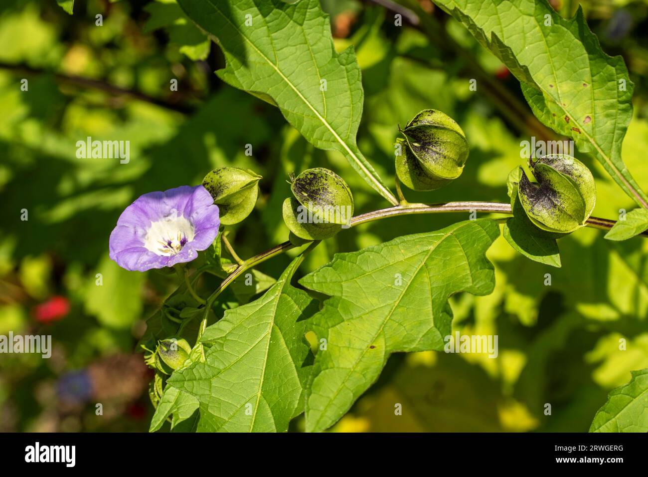 Natural close up flowering plant portrait of the prolifically beautiful ...