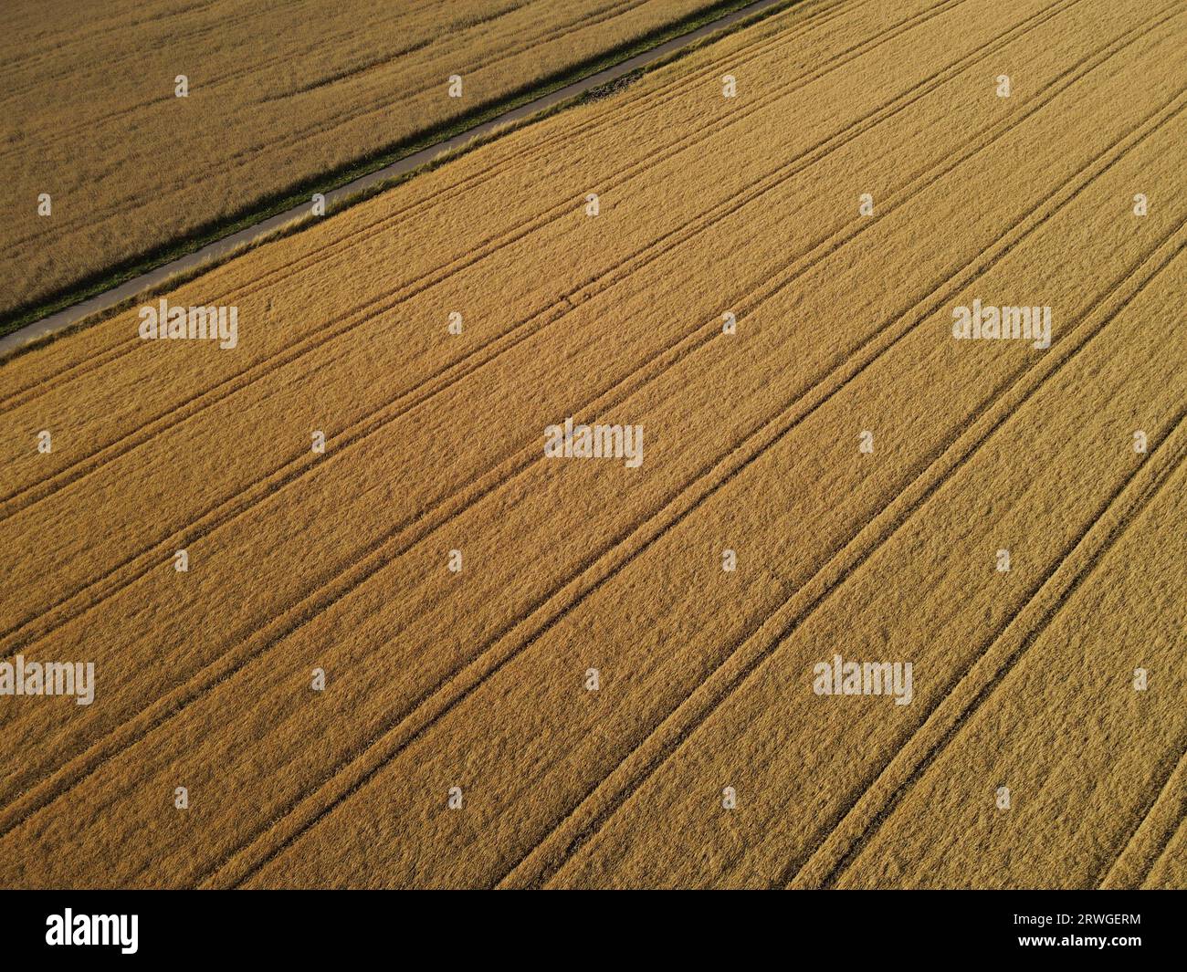 Ripe gold colored crop fields in the countryside in summer from above ...
