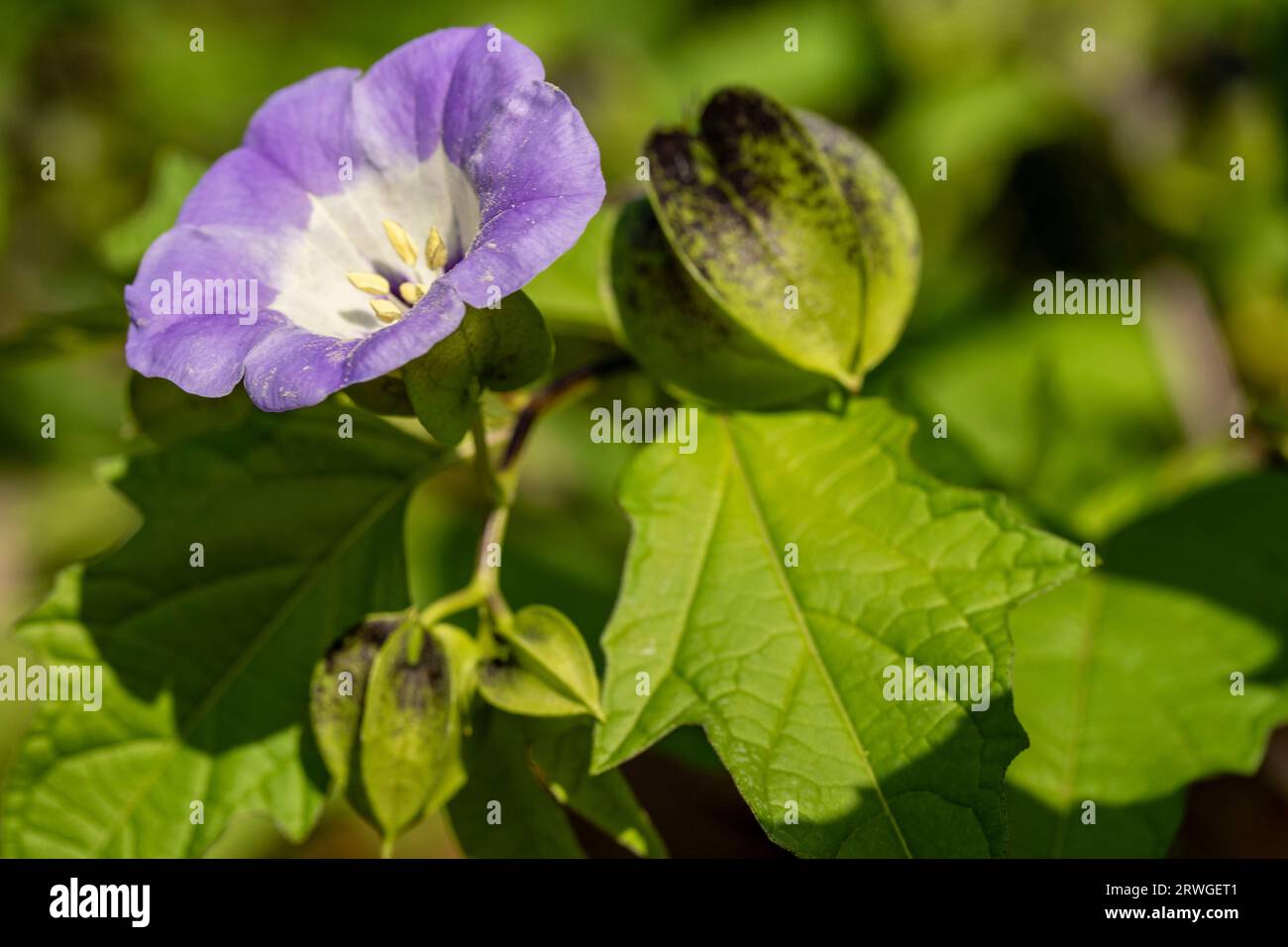 Natural close up flowering plant portrait of the prolifically beautiful ...