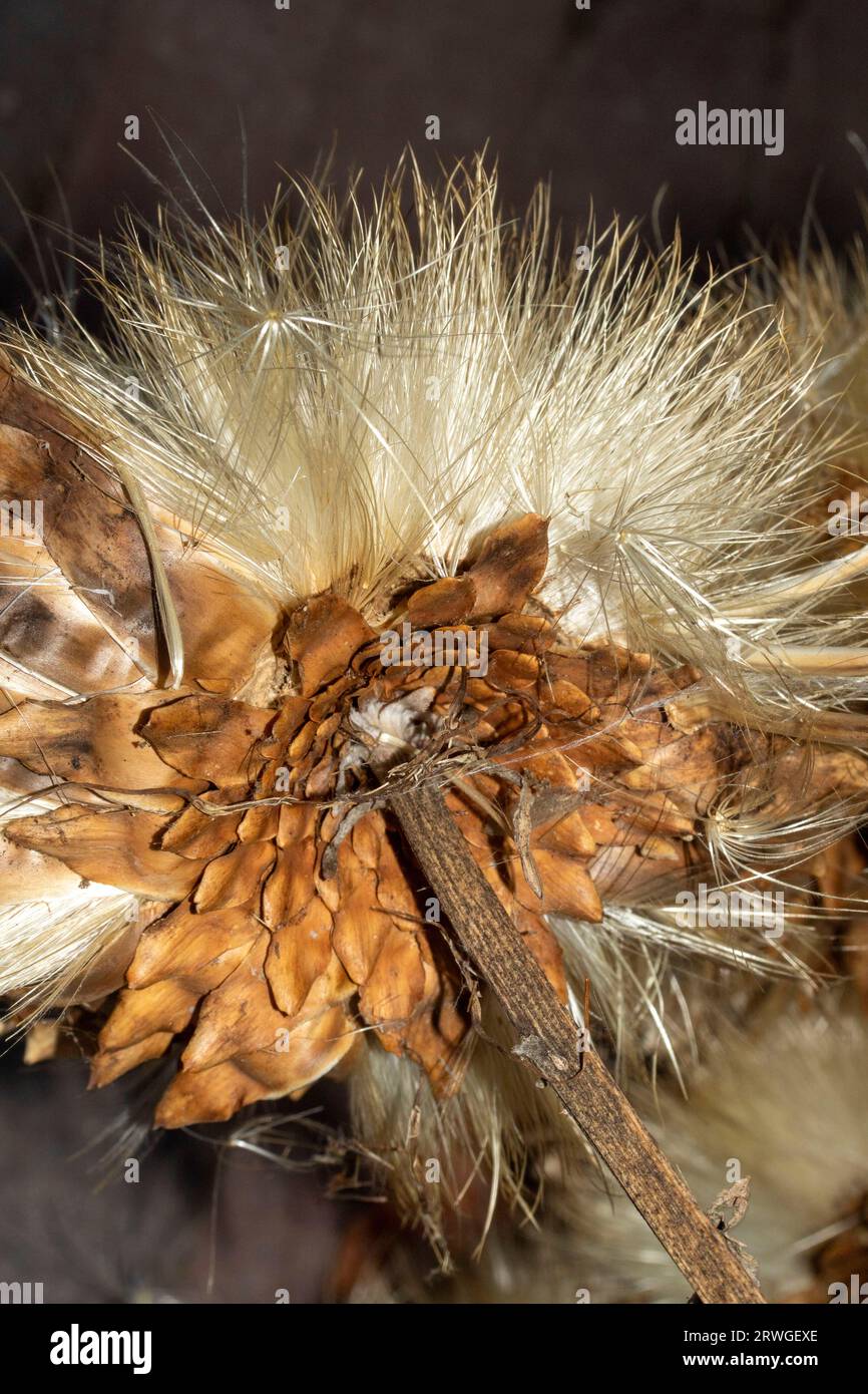 Natural macro flowering plant still life of Cardoon, Cynara Cardunculus ...