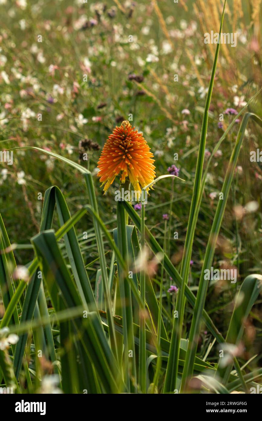 Natural close up flowering plant portrait of the enchanting Kniphofia ...